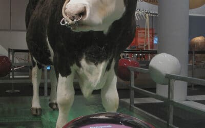 Sonnetten - De voet van Pasquino